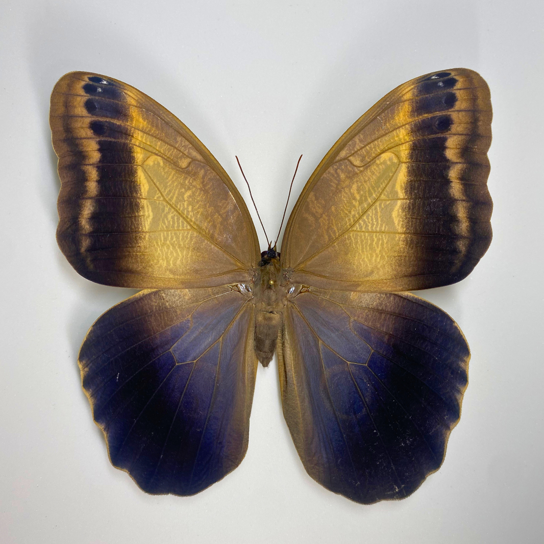 Dried/Pinned Butterflies & Moths – EntomoBoxes