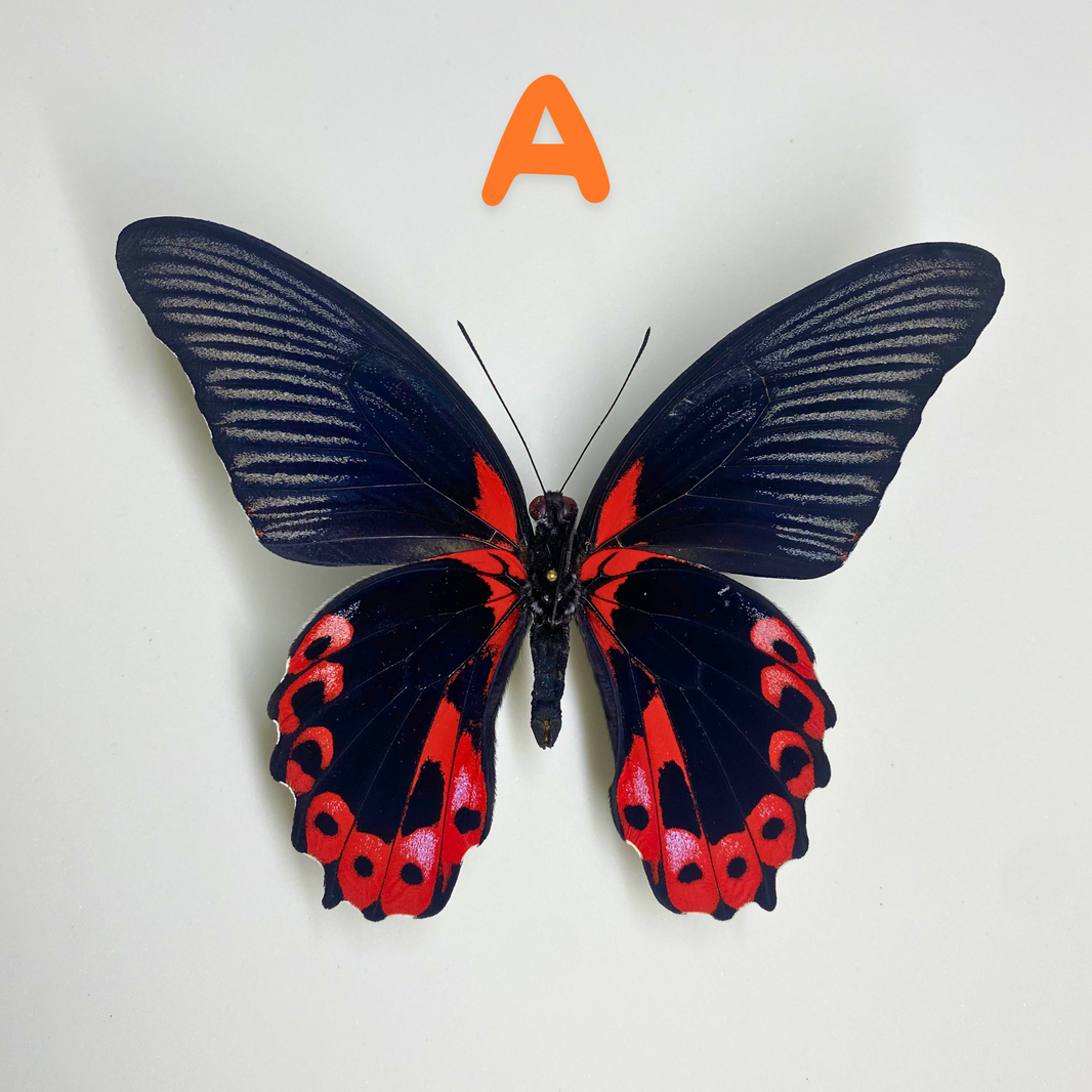 Dried/Pinned Butterflies & Moths – EntomoBoxes