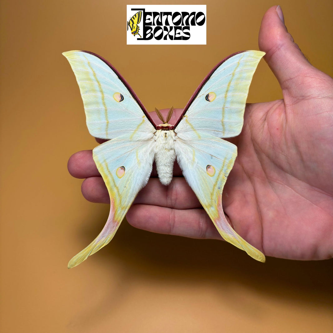 Insects – EntomoBoxes