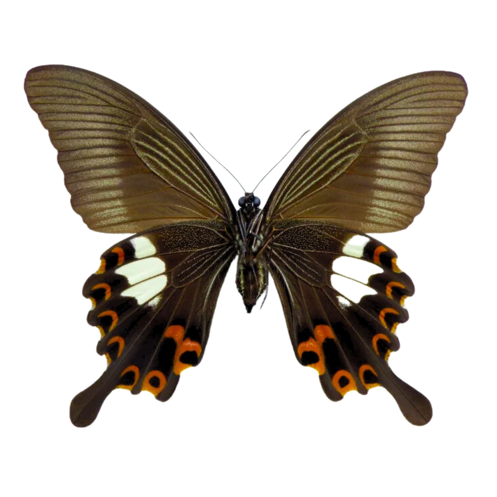 10 X The Red Helen – EntomoBoxes